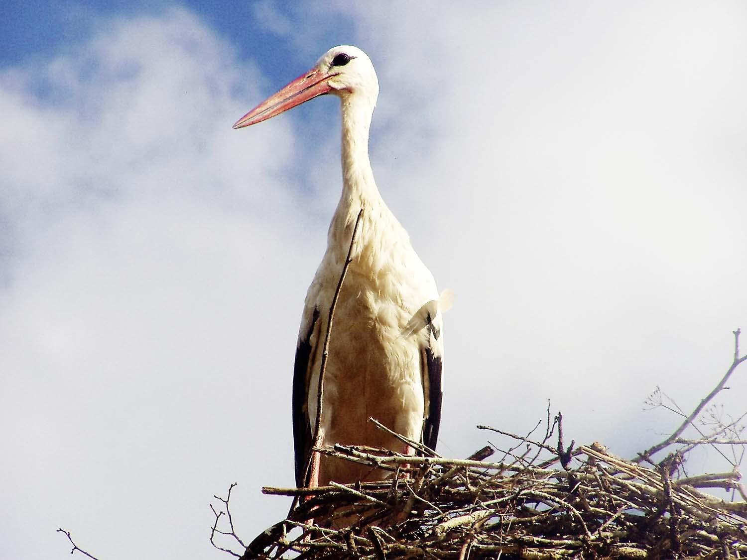 Rūpesčių kelia gandrų lizdai - ukzinios.lt