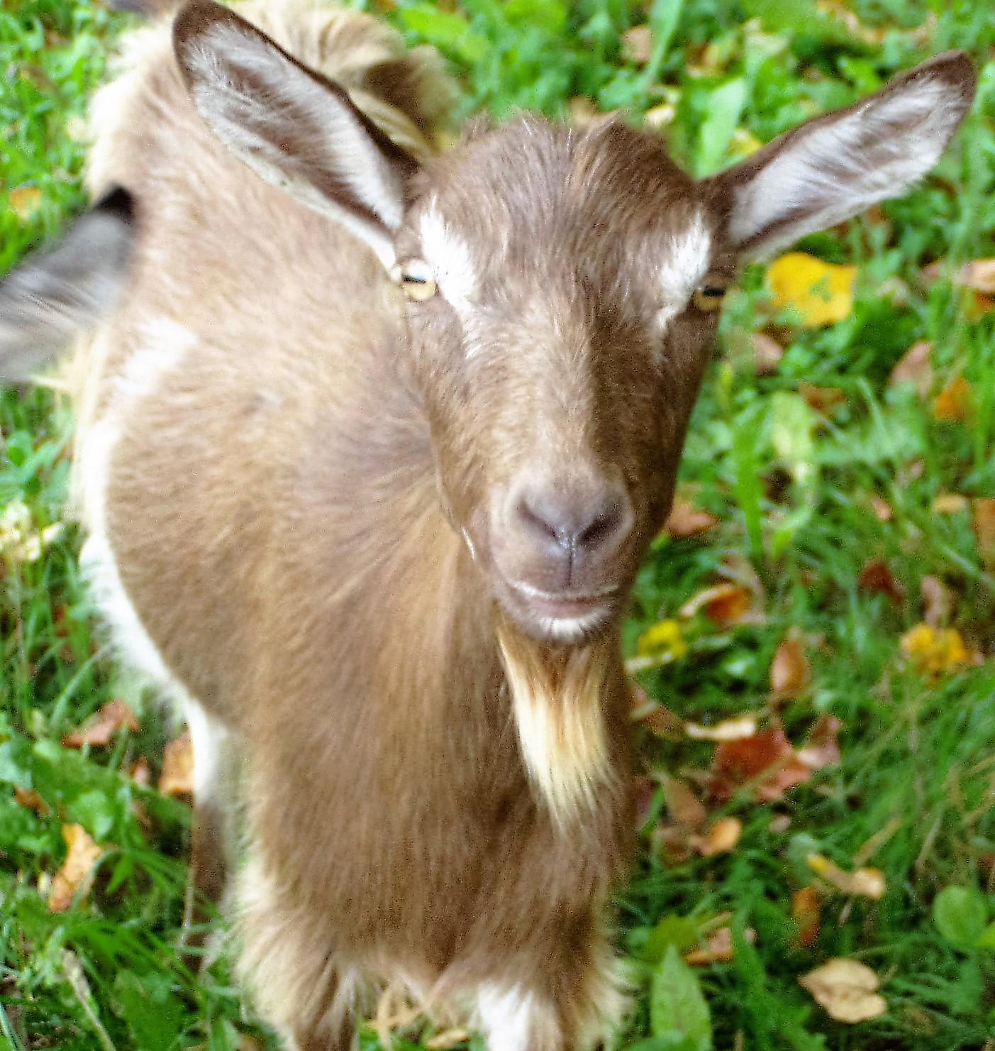 Skelbiant apie gyvūno pardavimą – nauja tvarka - ukzinios.lt